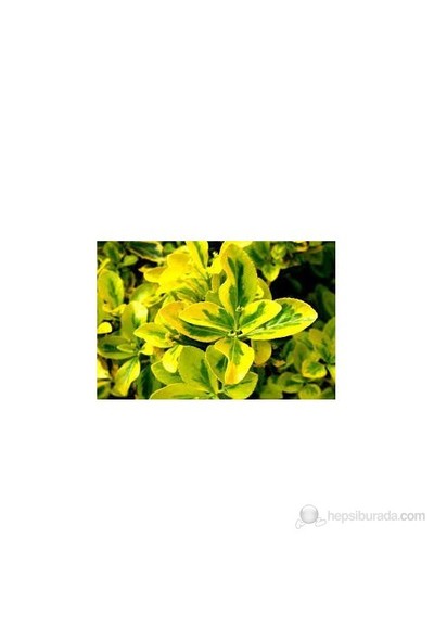 Plantistanbul Euonymus Japonica- Taflan Fidanı Plantistanbul Euonymus Japonica- Taflan Fidanı