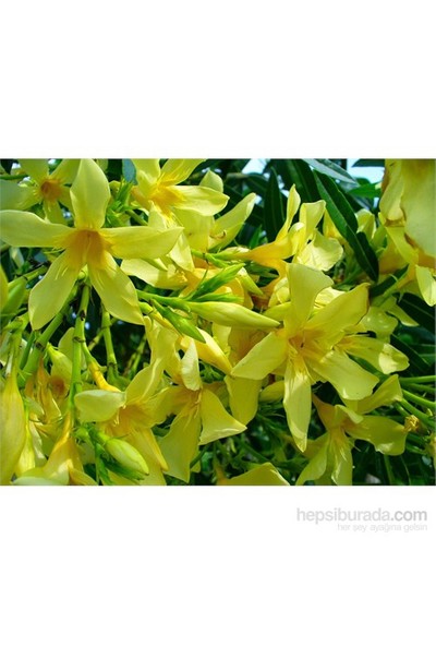 Plantistanbul Nerium Oleander-Zakkum Fidanı Sarı Plantistanbul Nerium Oleander-Zakkum Fidanı Sarı