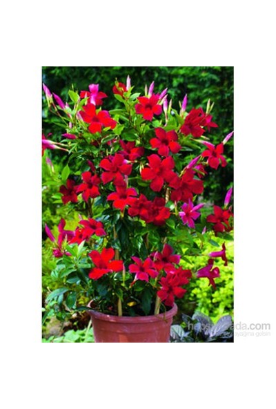 Plantistanbul Mandevilla Sarmaşığı, +100 cm, Saksıda Plantistanbul Mandevilla Sarmaşığı, +100 cm, Saksıda