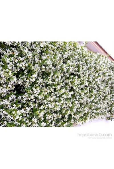 Plantistanbul Arap Yasemini Fidanı Plantistanbul Arap Yasemini Fidanı