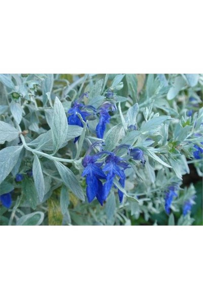 Plantistanbul Teucrium Fruticans-Zeytin Çalısı