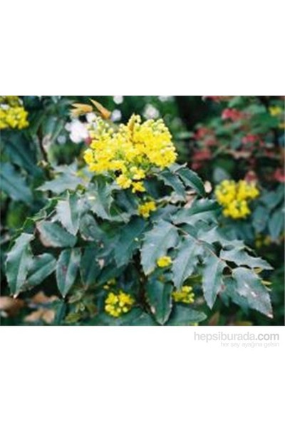 Plantistanbul Mahonya Çalısı