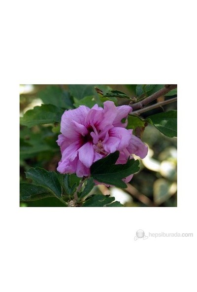 Plantistanbul Hibiscus-Ağaç Hatmi Plantistanbul Hibiscus-Ağaç Hatmi