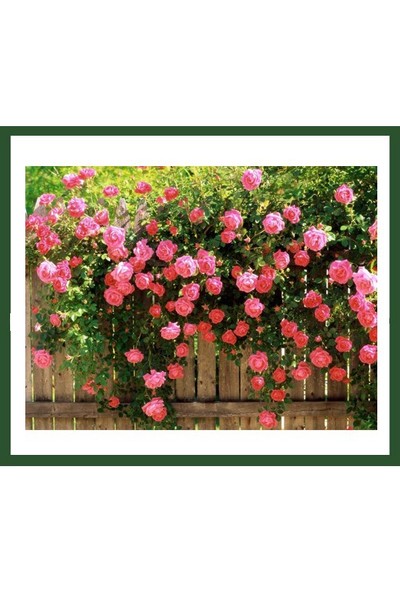 Plantistanbul Sarmaşık Gül Fidanı Pembe