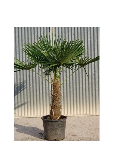 Plantistanbul Chamaerops Excelsa Tüylü Palmiye +100 Cm, Saksıda