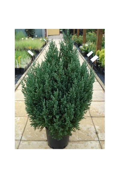 Plantistanbul Juniperus Chinensis Stricta 40-60 Cm