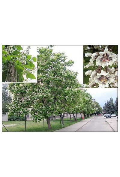 Plantistanbul Catalpa Bignonioides, Katalpa (Sigara Ağacı), 100-150 Cm