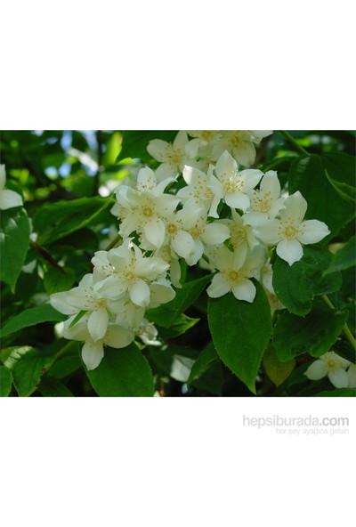 Plantistanbul Philadelphus Coronarius Filbahri, +120 Cm