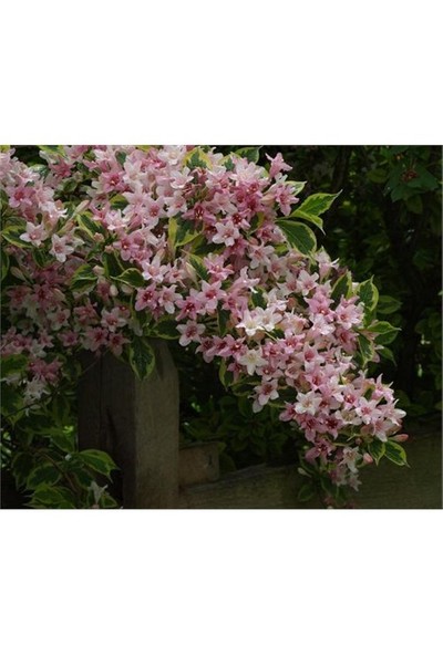 Plantistanbul Weigela Floribunda Variegata Alacalı Gelin Tacı Plantistanbul Weigela Floribunda Variegata Alacalı Gelin Tacı