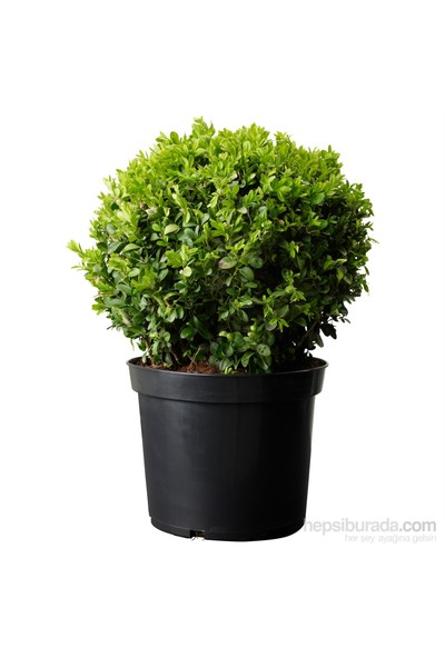 Plantistanbul Buxus Sempervirens Şimşir Fidanı, Saksıda Plantistanbul Buxus Sempervirens Şimşir Fidanı, Saksıda