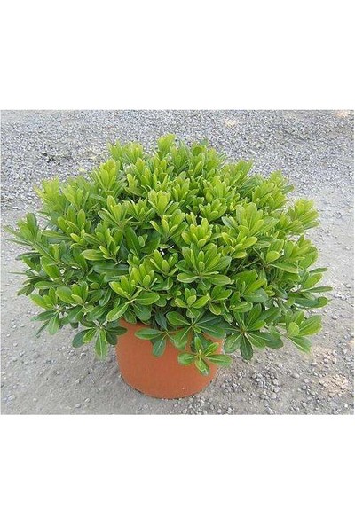 Plantistanbul Pittosporum, Saksıda