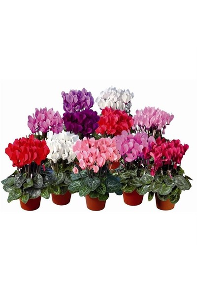 Plantistanbul Cyclamen Sıklamen, Saksıda