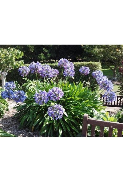 Plantistanbul Agapanthus Africanus Blue Sevgi Çiçeği, Saksıda