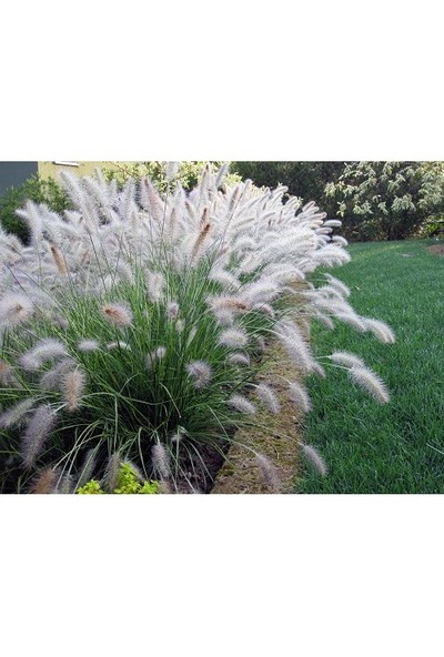 Plantistanbul Pennisetum Villosum, Saksıda