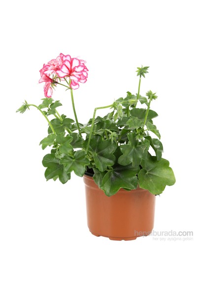 Cumba Dünyası Sakız Sardunya ( Saksılı Çiçek )