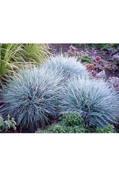 Plantistanbul Festuca Glauca Mavi Yumak Otu, Saksıda Plantistanbul Festuca Glauca Mavi Yumak Otu, Saksıda