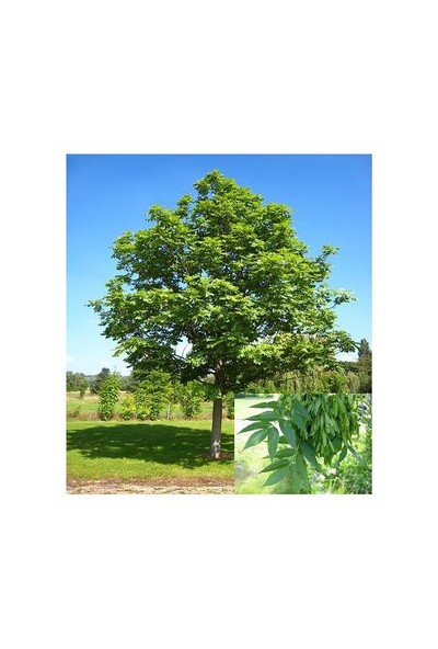 Plantistanbul Fraxinus Americana Amerikan Dişbudak Ağacı, Saksıda
