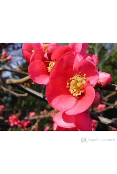 Plantistanbul Chaenomeles- Japon Ayvası- Bahar Dalı