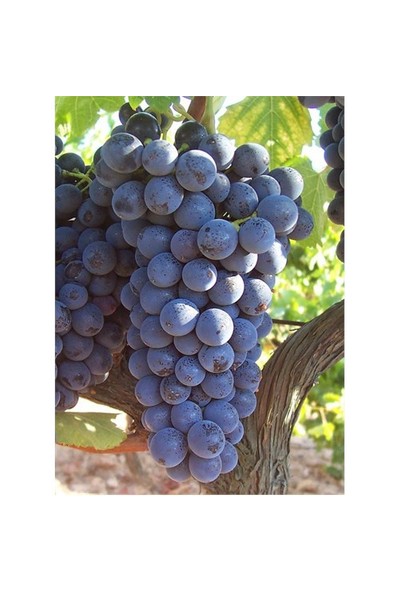 Plantistanbul Asma Üzüm Fidanı Syrah (Sirah) Tüplü