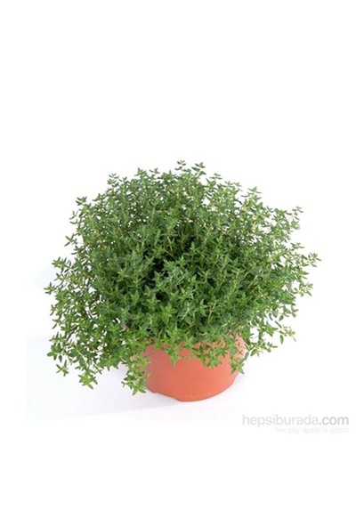 Plantistanbul Kekik Bitkisi