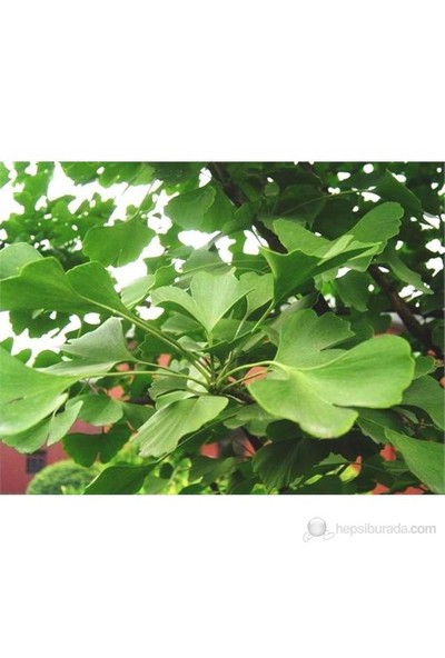 Plantistanbul Ginkgo Biloba Mabet Ağacı Fidanı 20-40 Cm