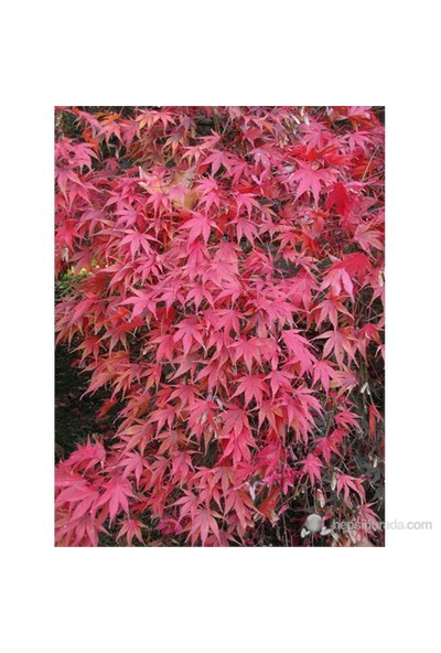 Plantistanbul Acer Palmatum Bonsai İçin