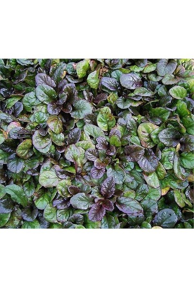 Plantistanbul Ajuga Reptans Atropurpurea Ajuka Otu, Mayasıl Otu, Saksıda Plantistanbul Ajuga Reptans Atropurpurea Ajuka Otu, Mayasıl Otu, Saksıda