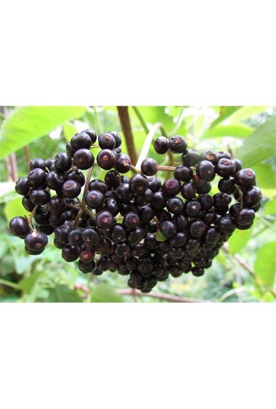 Plantistanbul Sambucus Mürver Fidanı, 40-60 Cm, Saksıda