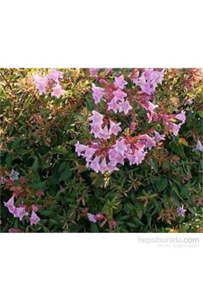 Plantistanbul Abelia Edward Goucher-Güzellik Çalısı Pembe