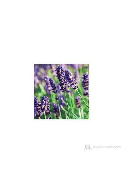 Plantistanbul Saksında Lavanta Lavandula İntermedia İthal
