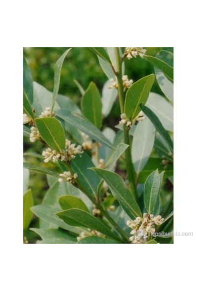 Plantistanbul Laurus Nobilis Defne 40-50Cm Plantistanbul Laurus Nobilis Defne 40-50Cm