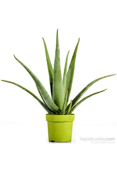 Plantistanbul Aloe Vera Bitkisi Fidesi Plantistanbul Aloe Vera Bitkisi Fidesi