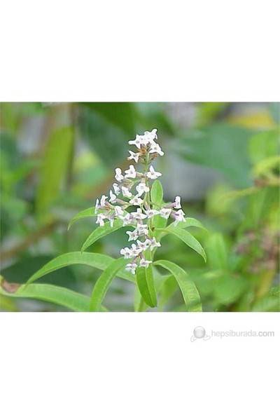 Plantistanbul Melisa Limon Otu Aloysia Triphylla, 40-60 cm, Saksıda