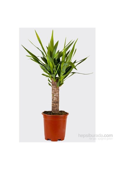 Cumba Dünyası Yucca 30 Cm ( Saksılı Çiçek ) Cumba Dünyası Yucca 30 Cm ( Saksılı Çiçek )