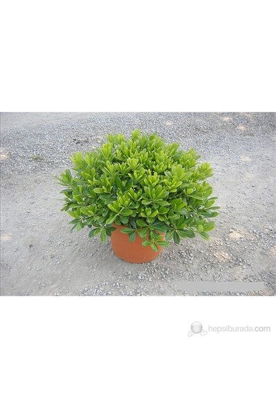 Plantistanbul Pittosporum Tobira Nana (Pitosporum) Fidanı