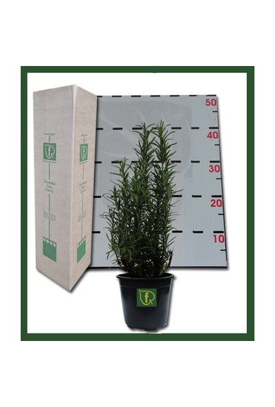 Fidanİstanbul Biberiye Officinalis Arp Fidanı