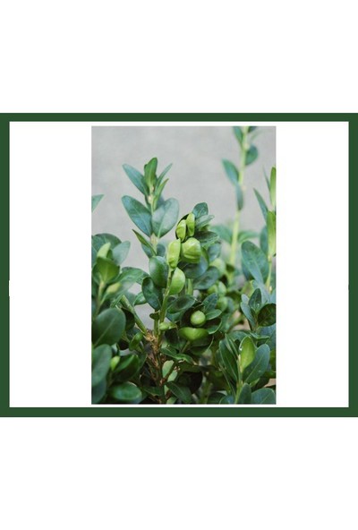 Fidanİstanbul Buxus Sempervirens (Şimşir) Fidanı Fidanİstanbul Buxus Sempervirens (Şimşir) Fidanı