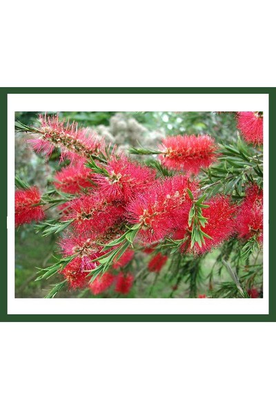 Plantistanbul Callistemon Leavis (Fırça Çalısı) Fidanı