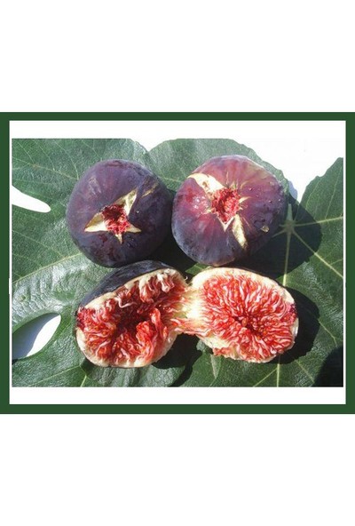 Plantistanbul Dürdane İncir Fidanı