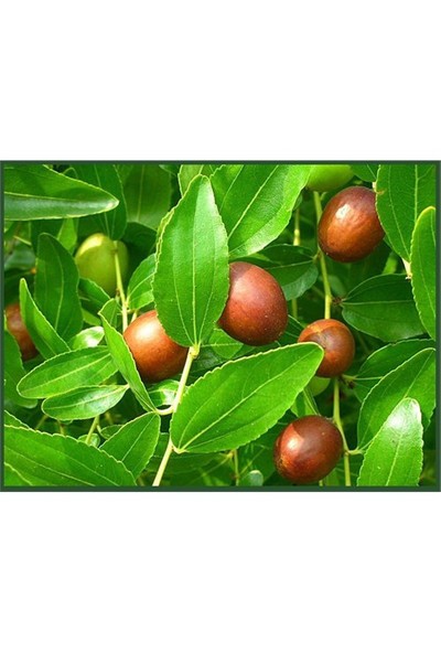 Plantistanbul Hünnap Fidanı