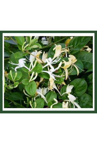 Plantistanbul Lonicera Caprifolium (Hanımeli) Fidanı