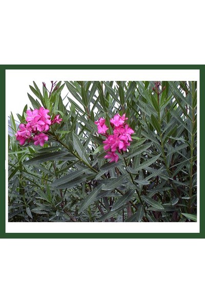 Plantistanbul Nerium Oleander (Pembe Çiçekli Zakkum) Fidanı Plantistanbul Nerium Oleander (Pembe Çiçekli Zakkum) Fidanı
