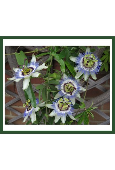 Plantistanbul Passiflora Caerulea (Çakıfelek) Fidanı Plantistanbul Passiflora Caerulea (Çakıfelek) Fidanı
