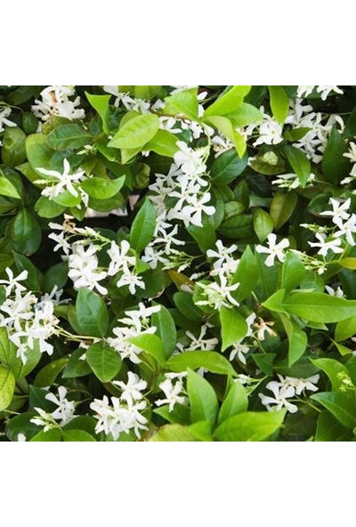 ALİ BOTANİK Arap Madagaskar Yasemini 80 cm Jasminum Sambac ALİ BOTANİK Arap Madagaskar Yasemini 80 cm Jasminum Sambac