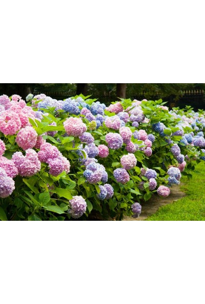 Lala Ahmet Botanik Ortanca Çiçeği, Tüplü Her Mevsim Dikilebilir