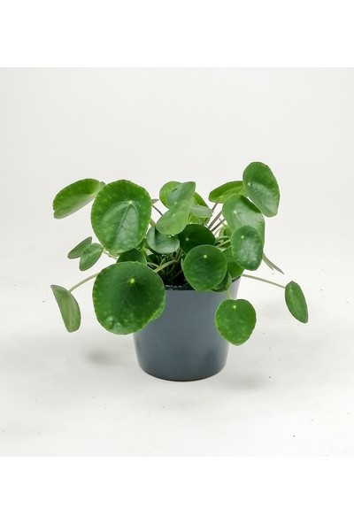 Fidanistanbul Pilea Peperomioides Çin Para Çiçeği, 15-20 Cm, Saksıda Fidanistanbul Pilea Peperomioides Çin Para Çiçeği, 15-20 Cm, Saksıda