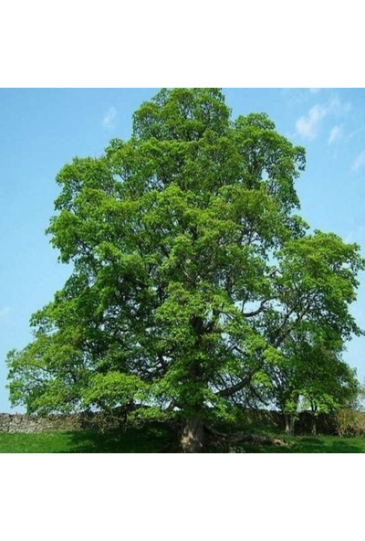 Lala Ahmet Botanik Çınar Ağacı Fidanı, (Doğu Çınarı) Tüplü 40-60 Cm. Hermevsim Dikilebilir Lala Ahmet Botanik Çınar Ağacı Fidanı, (Doğu Çınarı) Tüplü 40-60 Cm. Hermevsim Dikilebilir