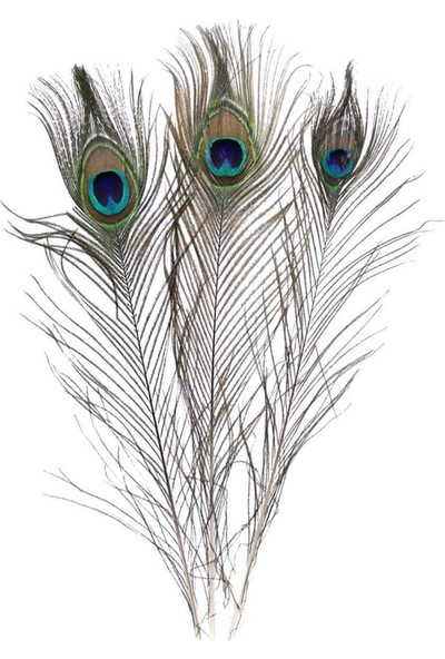 Gerçek Tavus Kuşu Tüyü 20-30 cm - 10 Adet