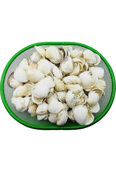 Adamarsshop 100 Adet 4 cm Doğal Deniz Kabuğu - Süsleme ve Dekorasyon Ürünü Adamarsshop 100 Adet 4 cm Doğal Deniz Kabuğu - Süsleme ve Dekorasyon Ürünü