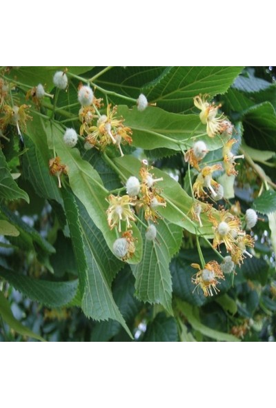 Mevsim Fidancılık Peyzaj Tüplü Ihlamur Fidanı Gümüşi( 4 Yaşında - Boyu 120 Cm)